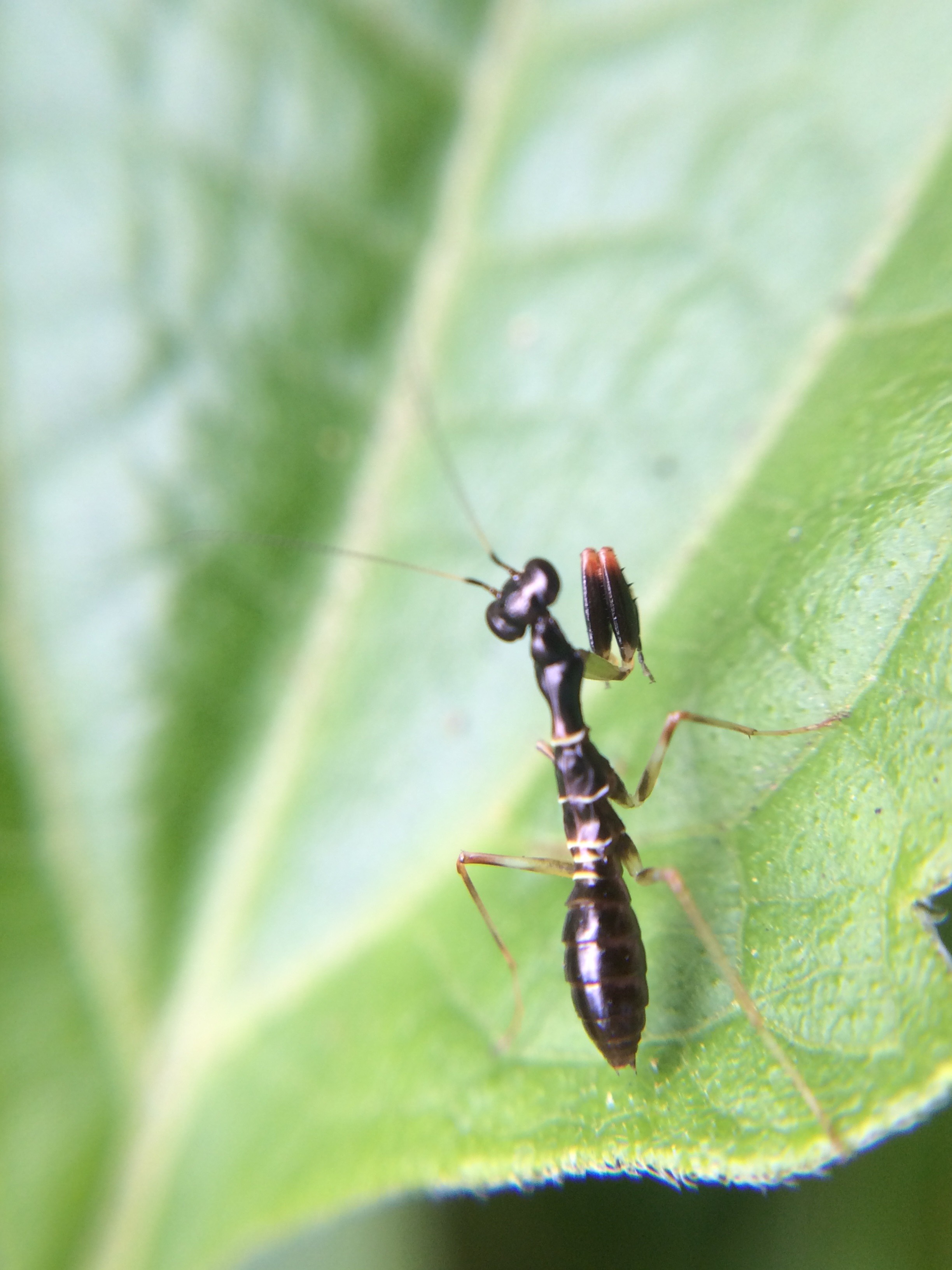 Asian ant mantis (Odontomantis planiceps) - Biodiversity and ...