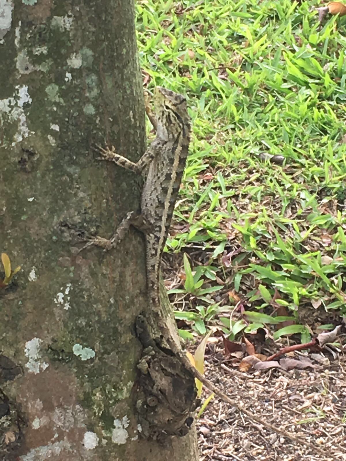 Changeable lizard (Calotes versicolor) - Biodiversity and Environment ...