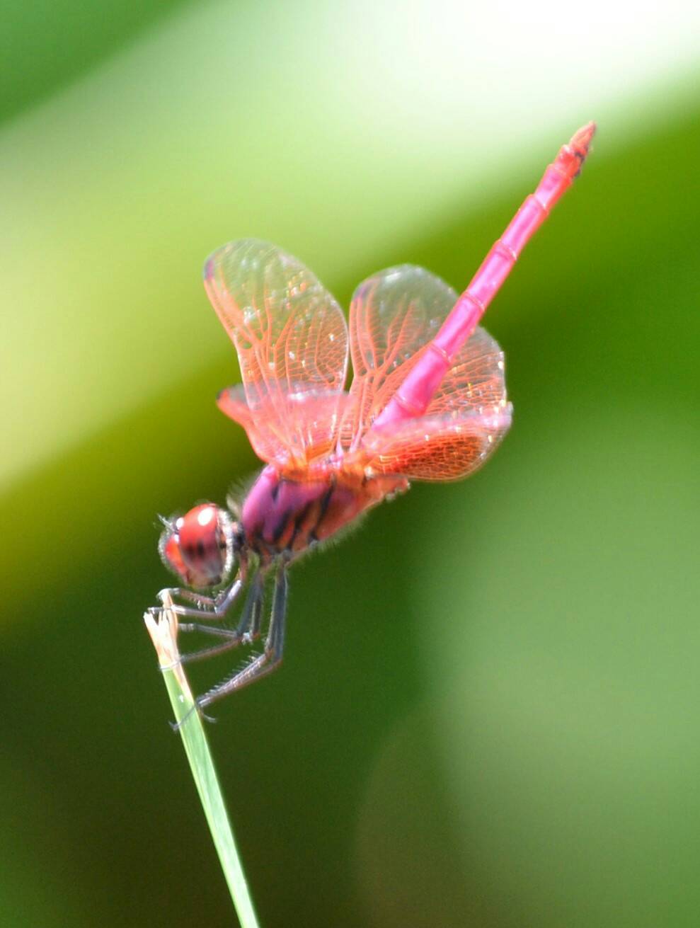 Crimson dropwing (Trithemis aurora) - Biodiversity and Environment ...