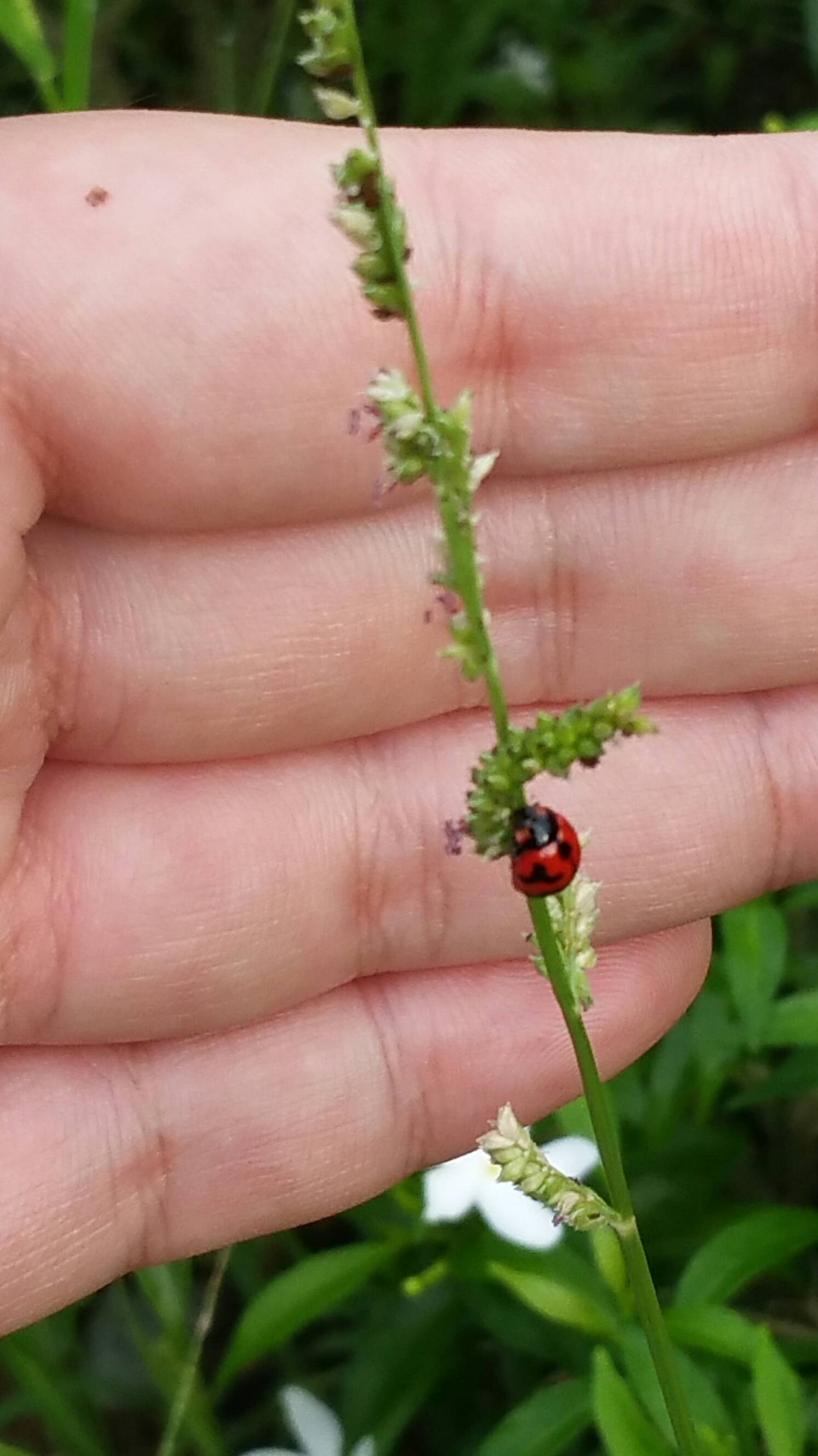 Ladybug - Biodiversity and Environment Database System