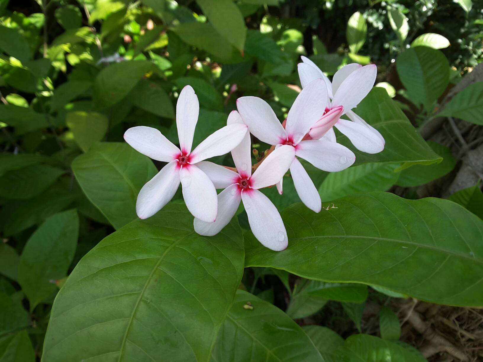 Kopsia singapurensis ridl. - Biodiversity and Environment Database System
