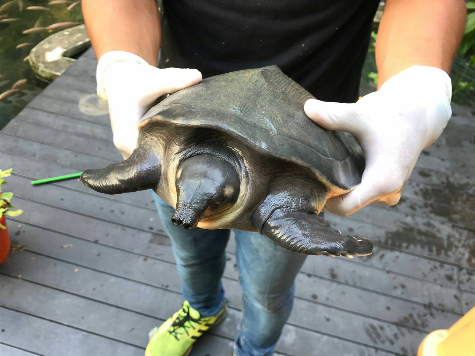 Pig-nosed turtle (Carettochelys insculpta) - Biodiversity and ...
