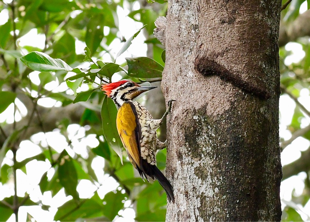 Common flameback (Dinopium javanense) - Biodiversity and Environment ...