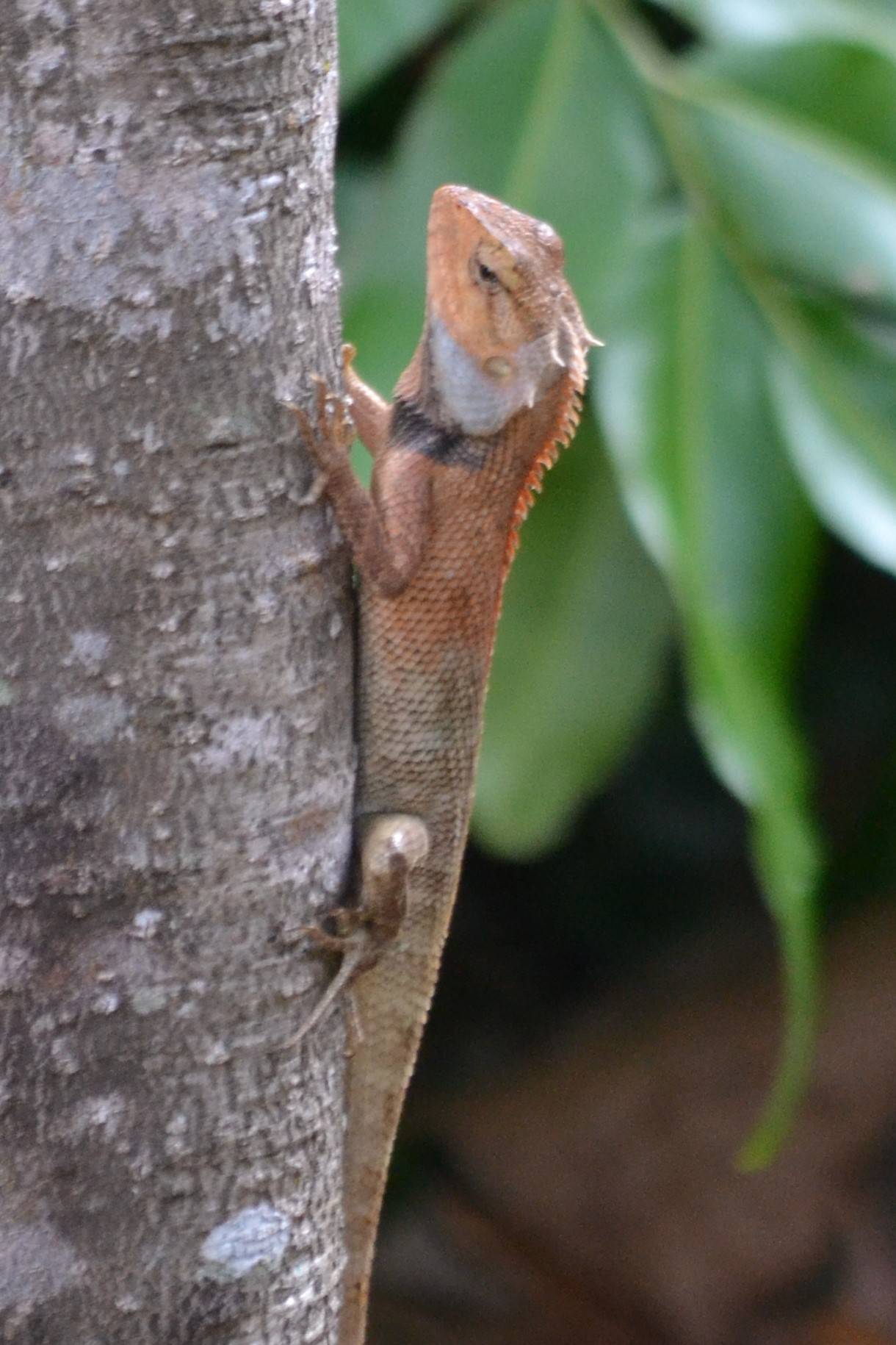 Changeable lizard (Calotes versicolor) - Biodiversity and Environment ...