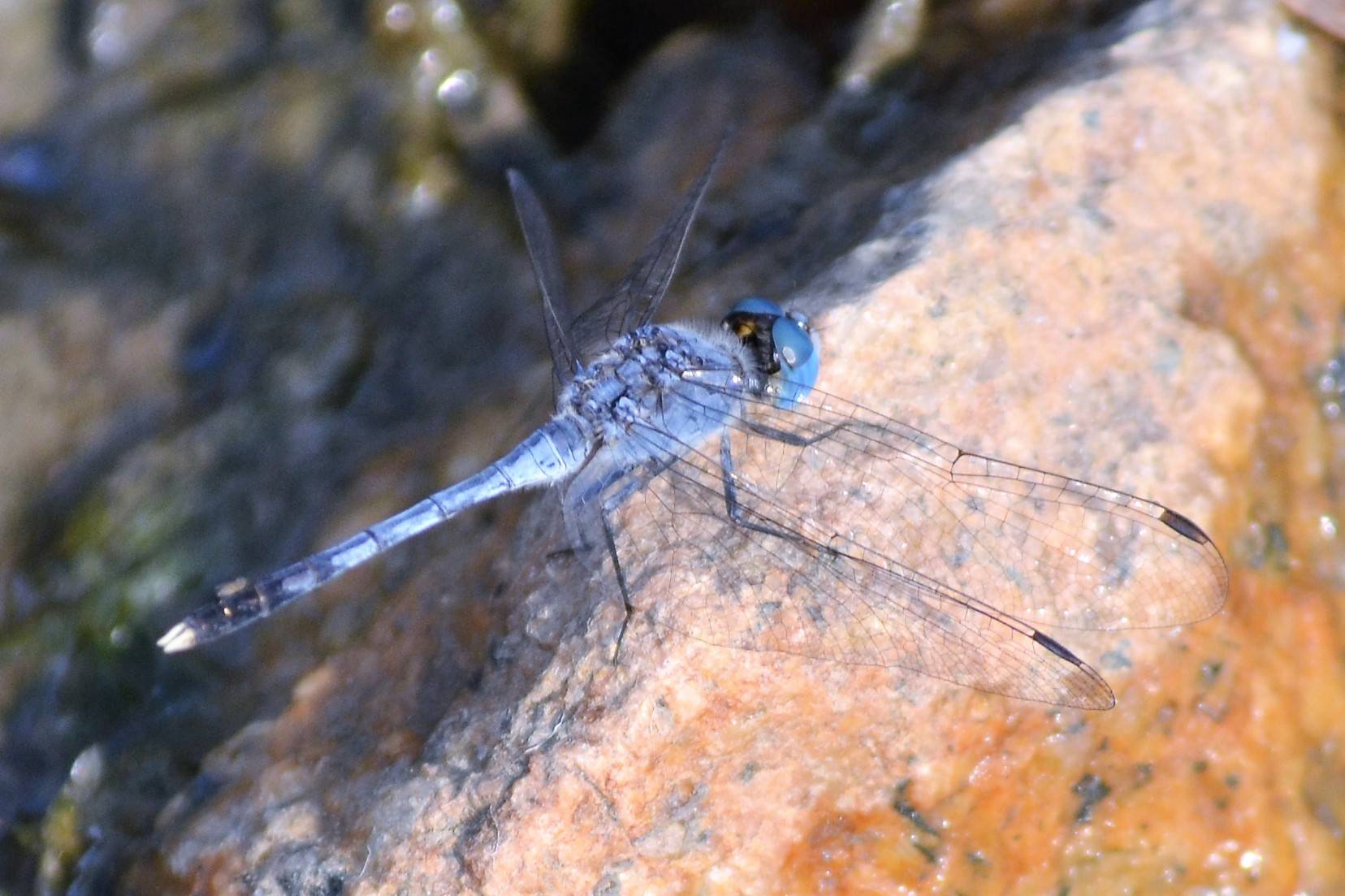 Blue percher (Diplacodes trivialis) - Biodiversity and Environment ...