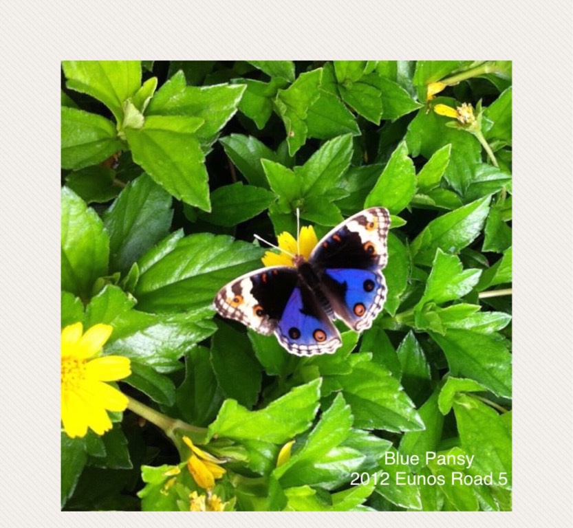 Blue pansy (Junonia orithya wallacei) - Biodiversity and Environment ...