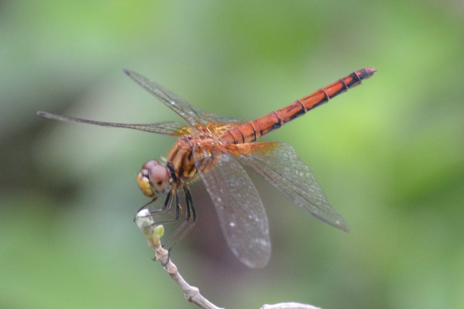 Crimson dropwing (Trithemis aurora) - Biodiversity and Environment ...