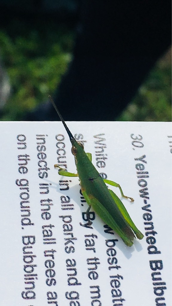 Grasshopper (Tagasta marginella) - Biodiversity and Environment ...