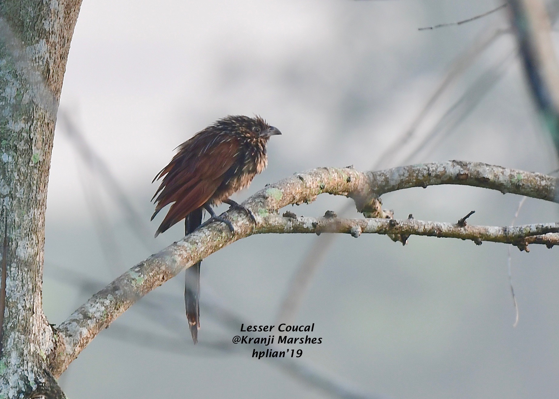 Lesser coucal (Centropus bengalensis) - Biodiversity and Environment ...