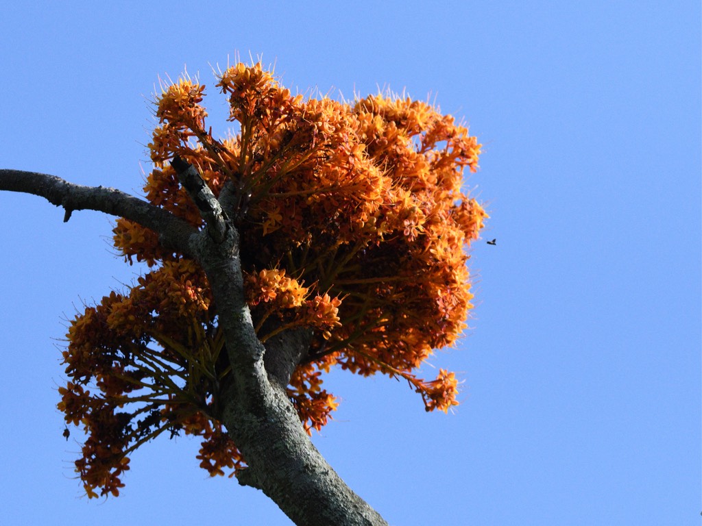 无忧树 ashoka tree（学名：saraca indica） - Biodiversity and Environment ...