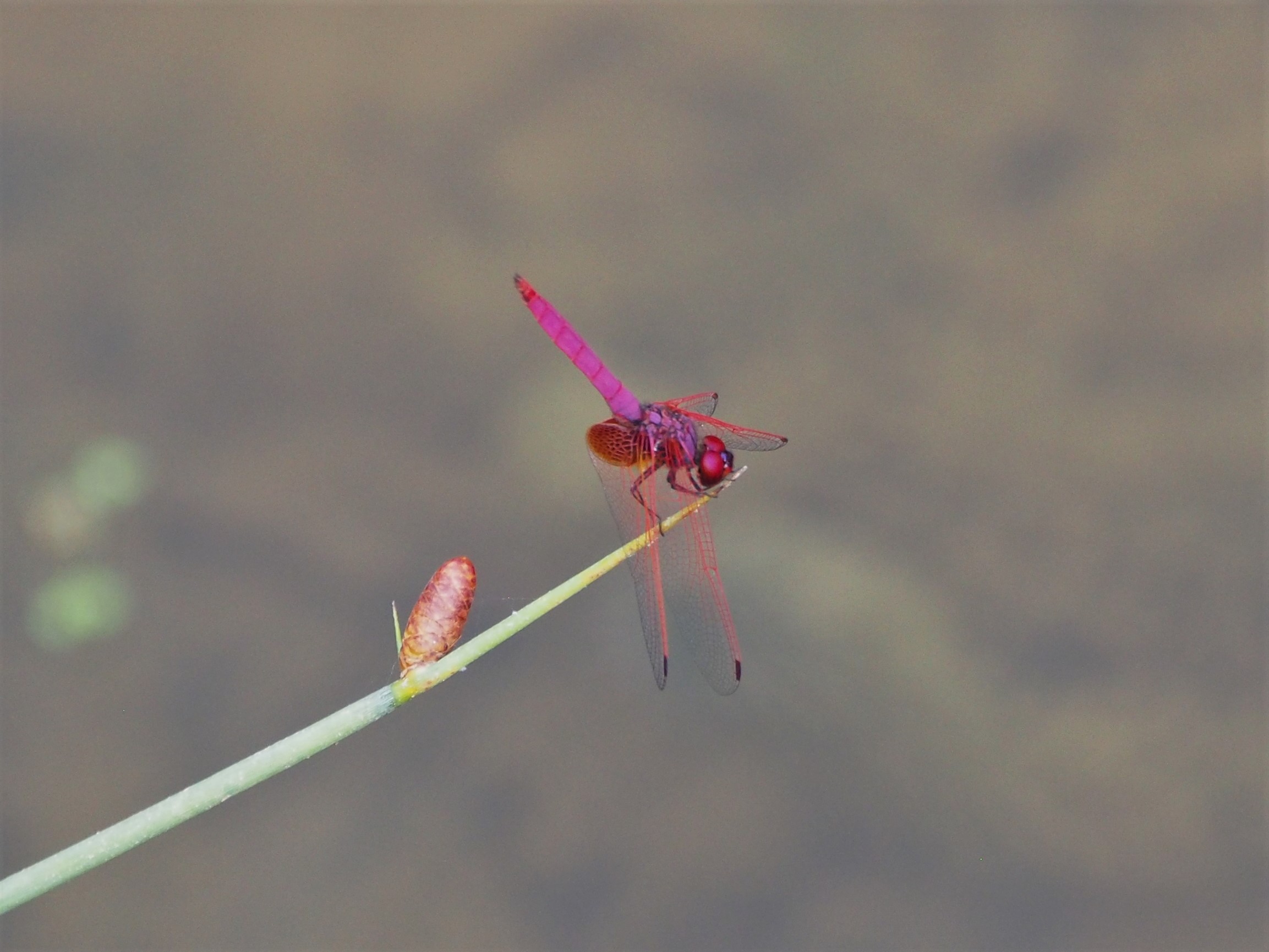 Crimson dropwing (Trithemis aurora) - Biodiversity and Environment ...