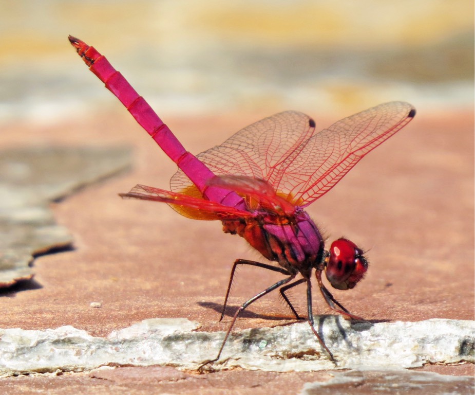 Crimson dropwing (Trithemis aurora) - Biodiversity and Environment ...