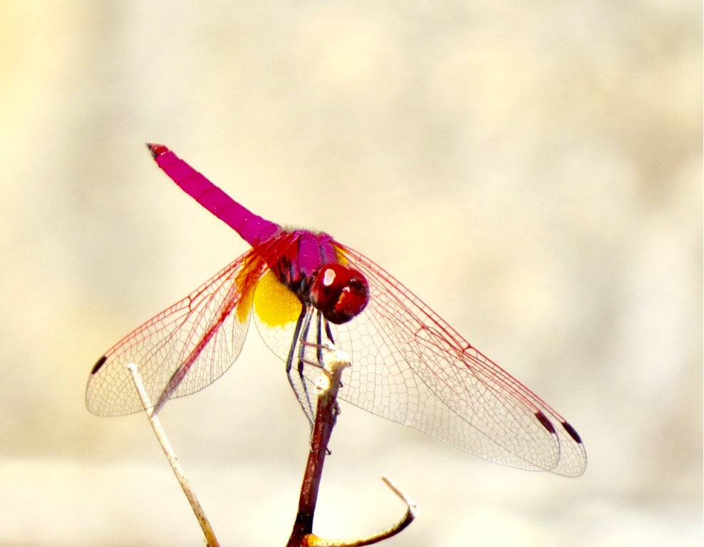 Crimson dropwing (Trithemis aurora) - Biodiversity and Environment ...