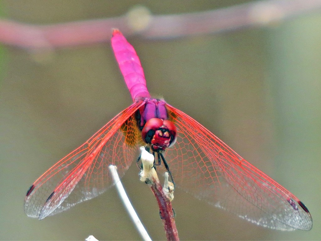 Crimson dropwing (Trithemis aurora) - Biodiversity and Environment ...