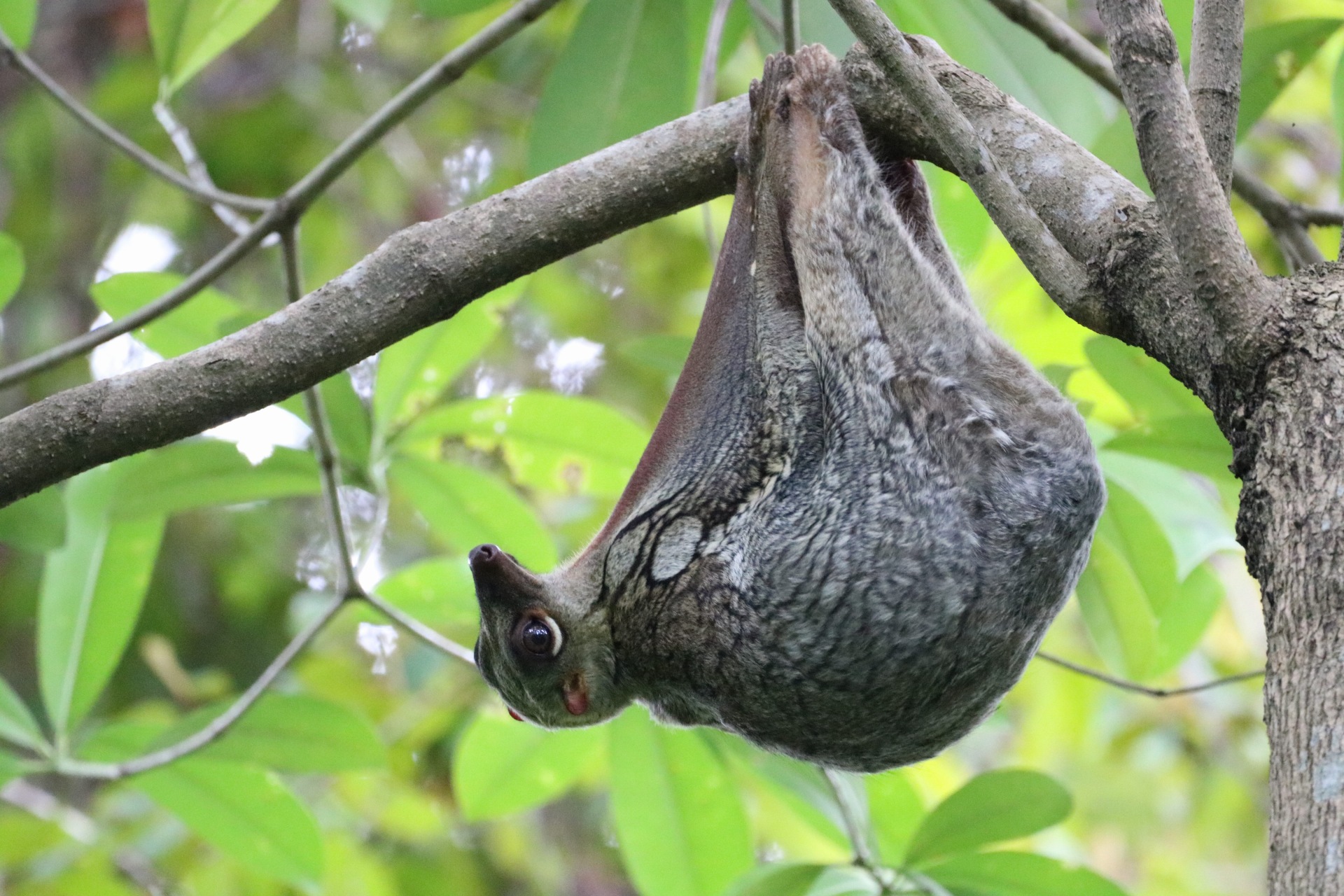 Colugo - Biodiversity and Environment Database System