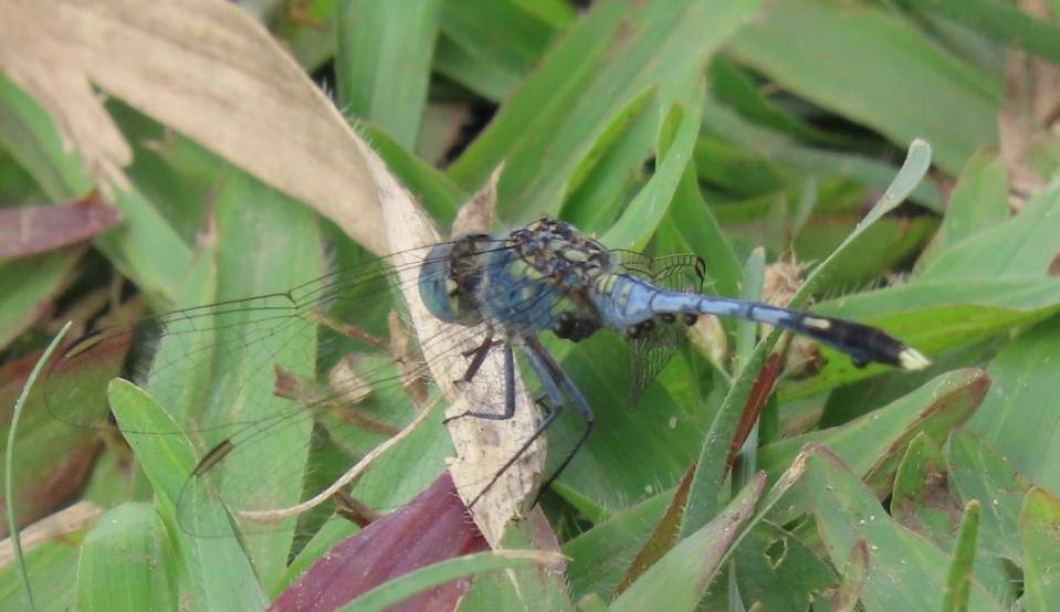Blue percher (Diplacodes trivialis) - Biodiversity and Environment ...