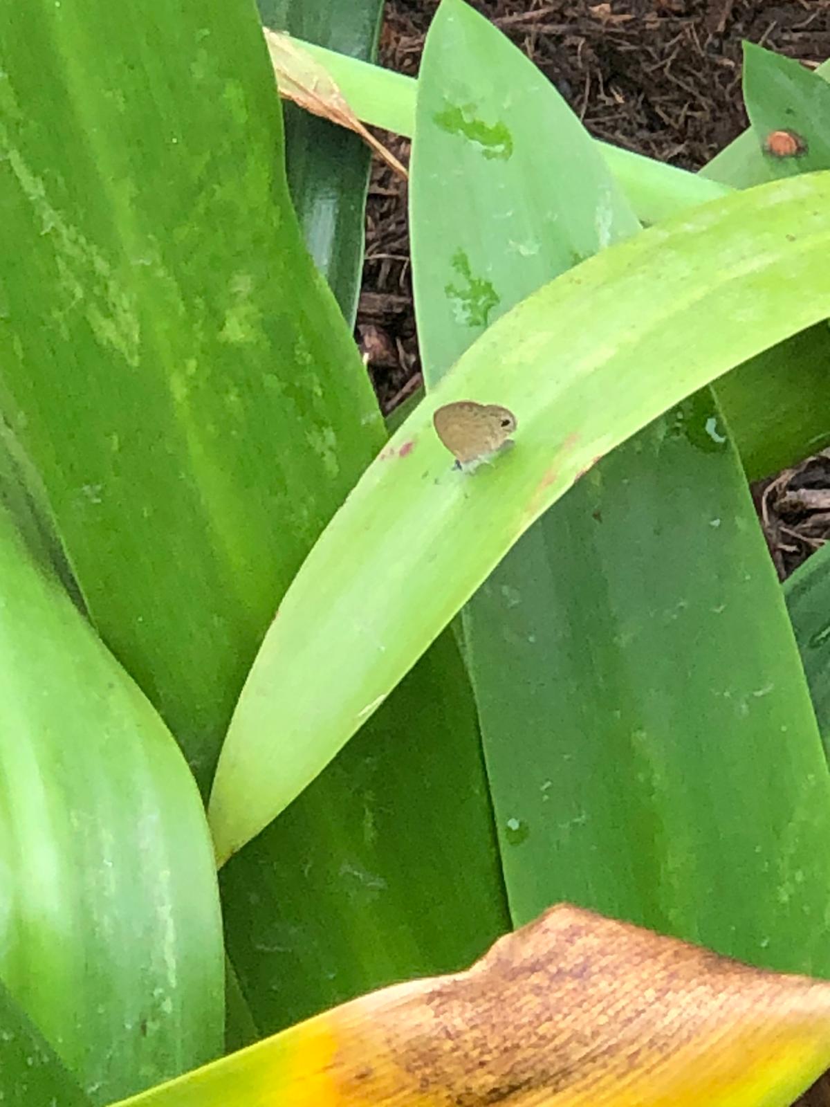 Butterfly (Rhopalocera) - Biodiversity and Environment Database System