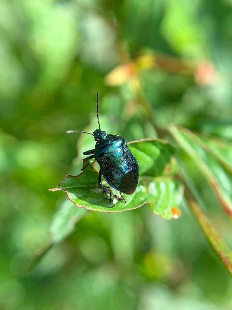 Blue shield bug - Biodiversity and Environment Database System