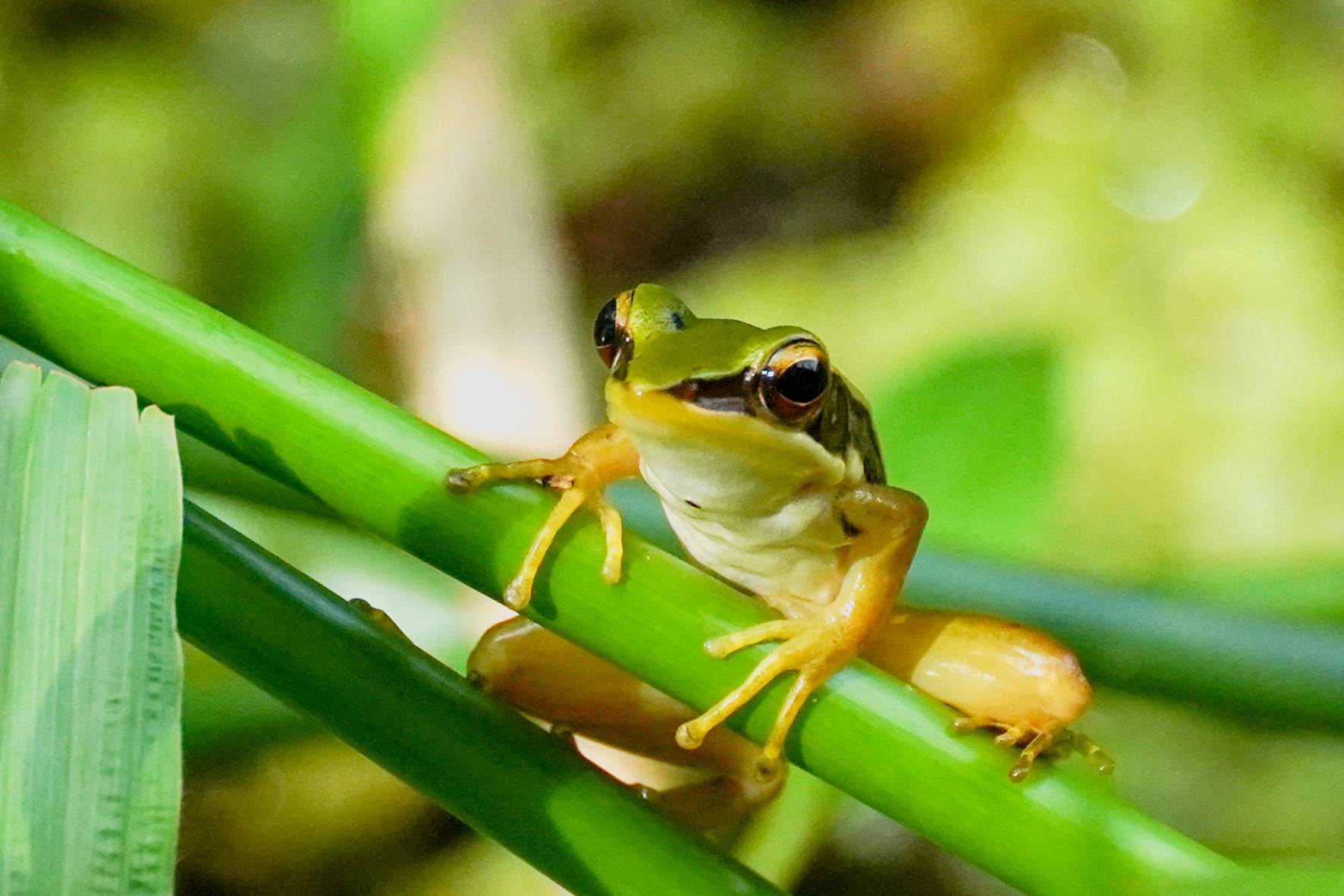 Common greenback - Biodiversity and Environment Database System