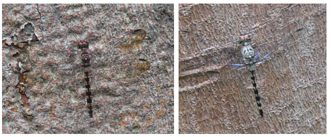 Treehugger (Tyriobapta torrida) - Biodiversity and Environment Database ...