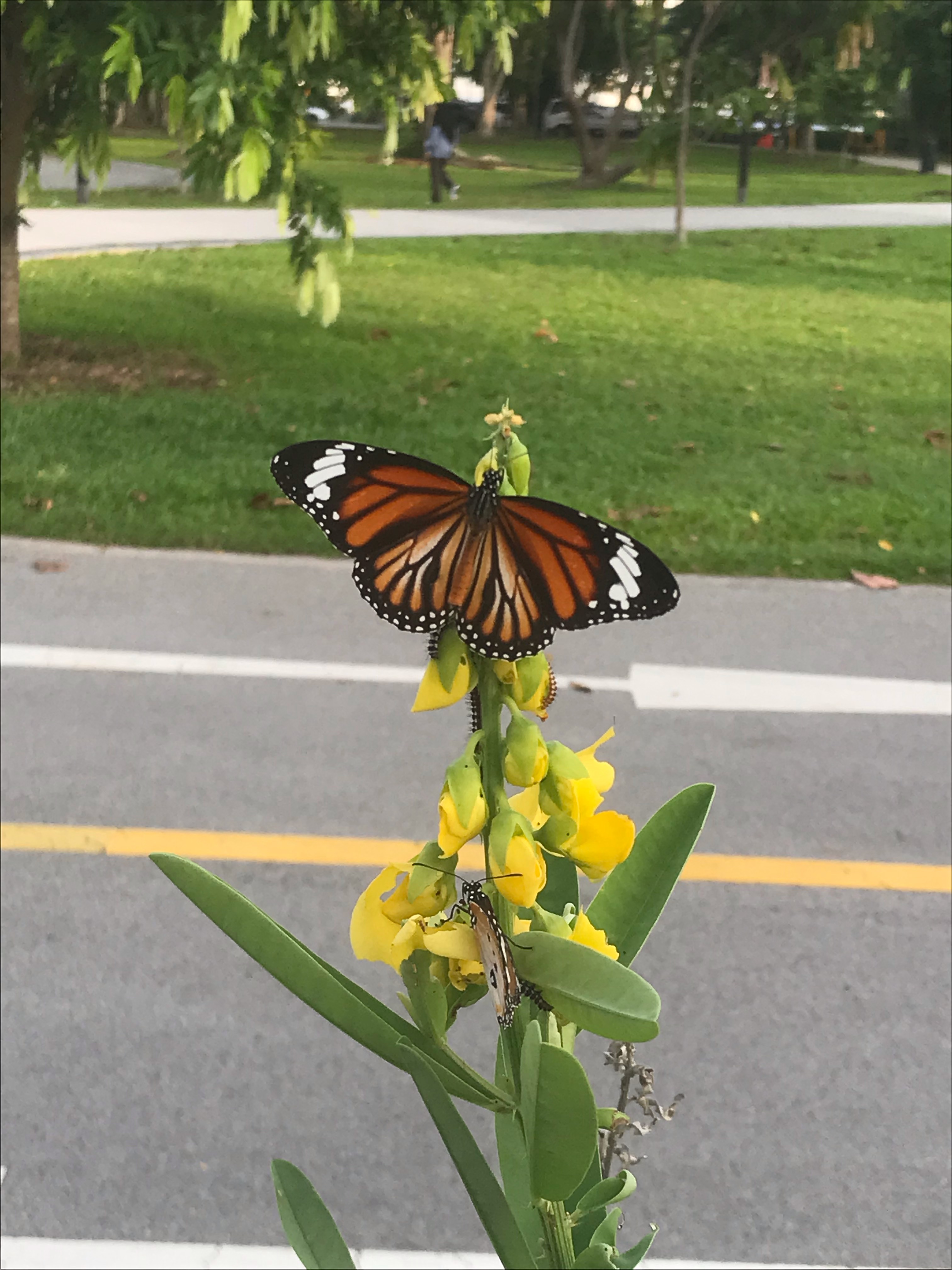 Common tiger - Biodiversity and Environment Database System