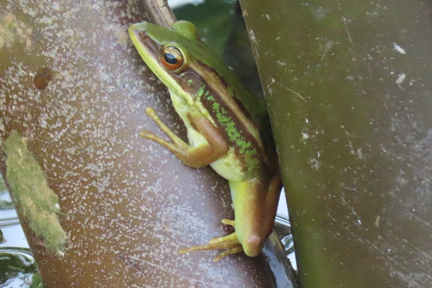 Common greenback (Hylarana erythraea) - Biodiversity and Environment ...