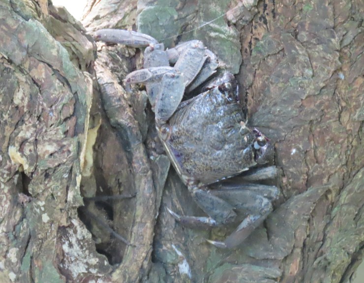 Tree climbing crab (Episesarma sp.) - Biodiversity and Environment ...
