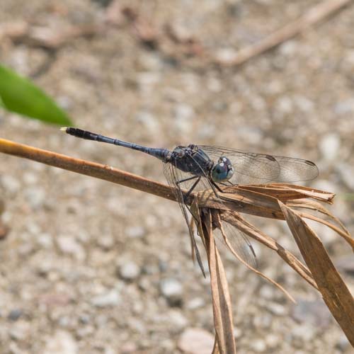 Blue percher (Diplacodes trivialis) - Biodiversity and Environment ...