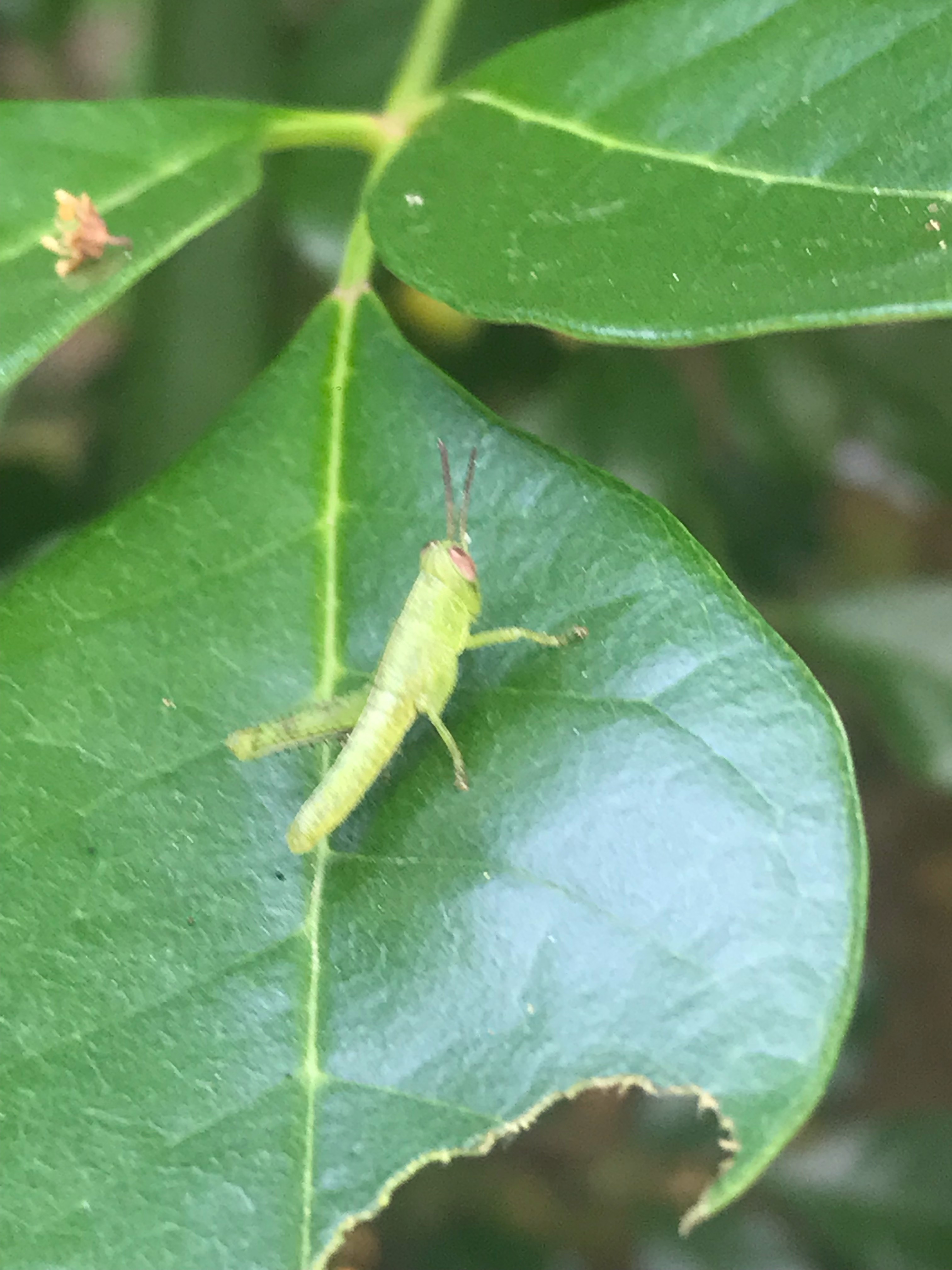 Bird locust - Biodiversity and Environment Database System