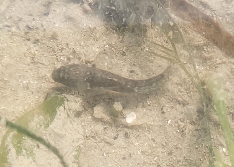 Brown shore goby (Drombus triangularis) - Biodiversity and Environment ...