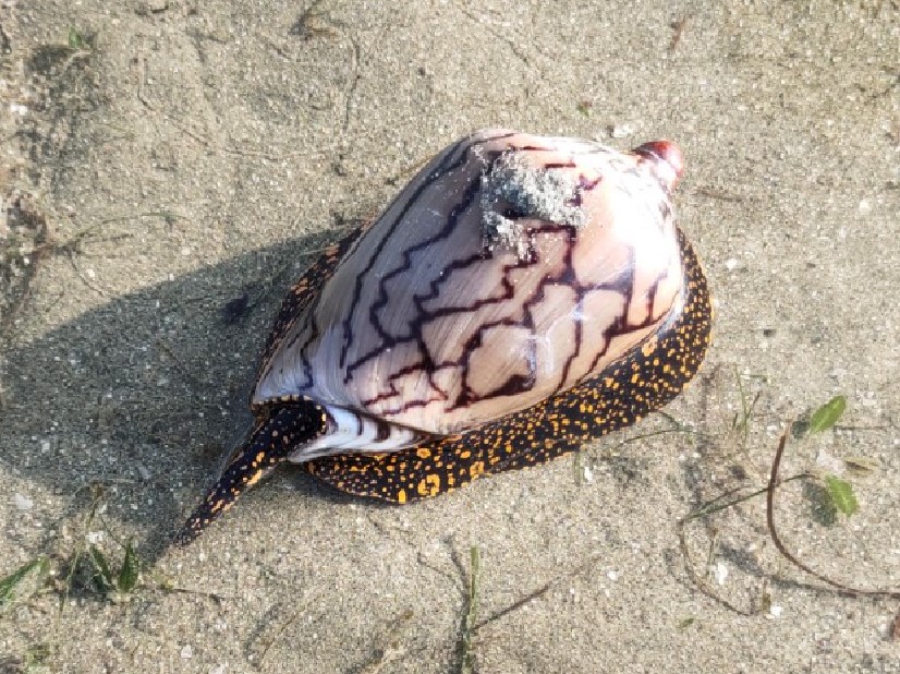 Noble volute (Cymbiola nobilis) - Biodiversity and Environment Database ...