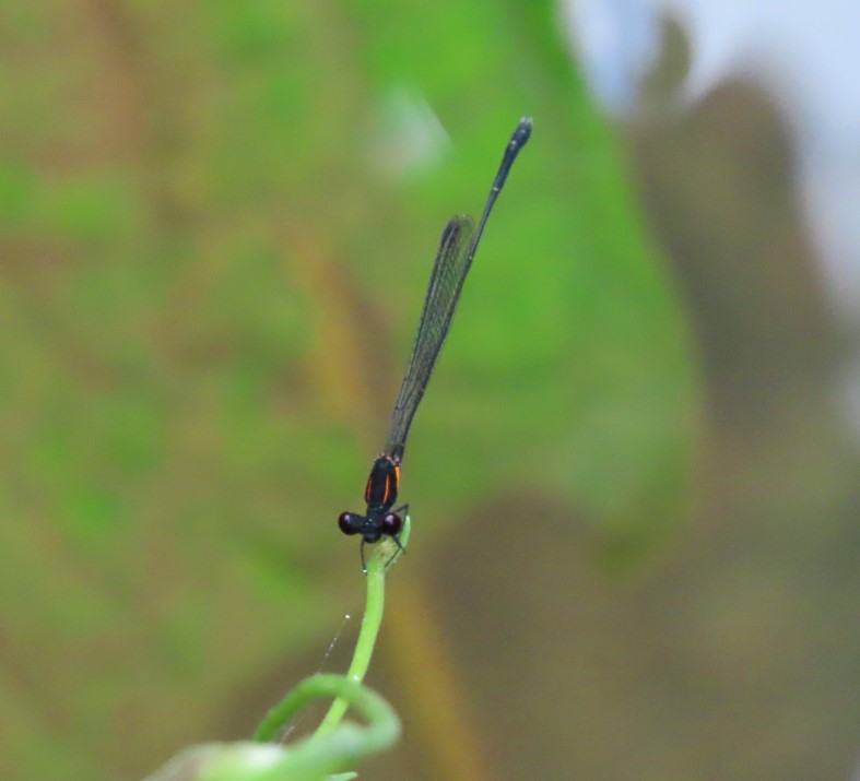 Orange striped threadtail (Prodasineura humeralis ) - Biodiversity and ...