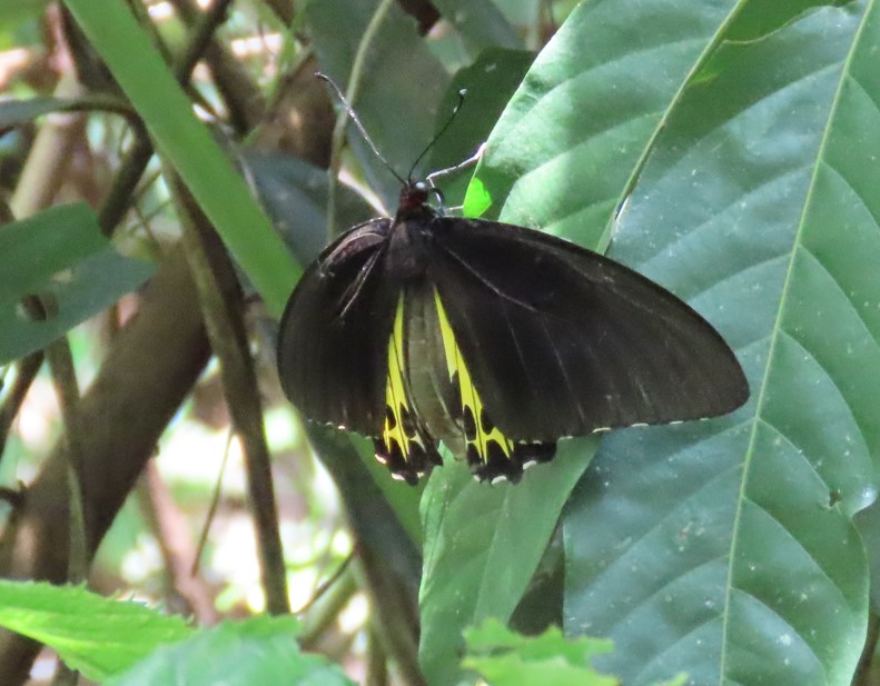 Common birdwing (Troides helena cerberus) - Biodiversity and ...