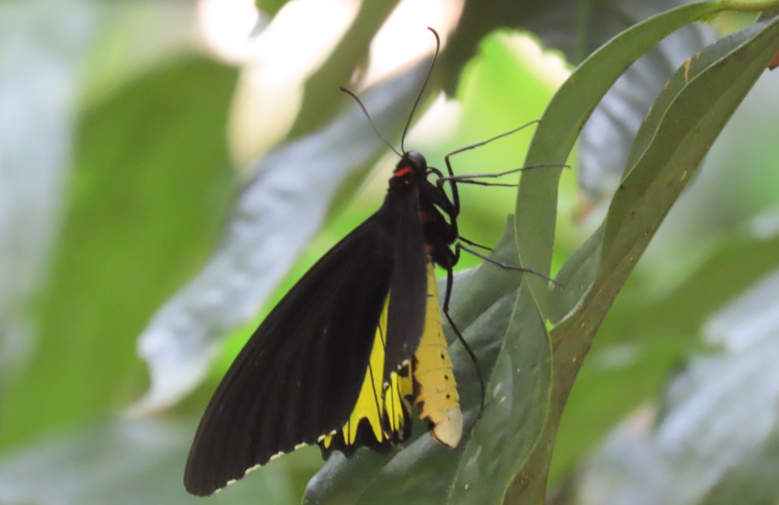 Common birdwing (Troides helena cerberus) - Biodiversity and ...