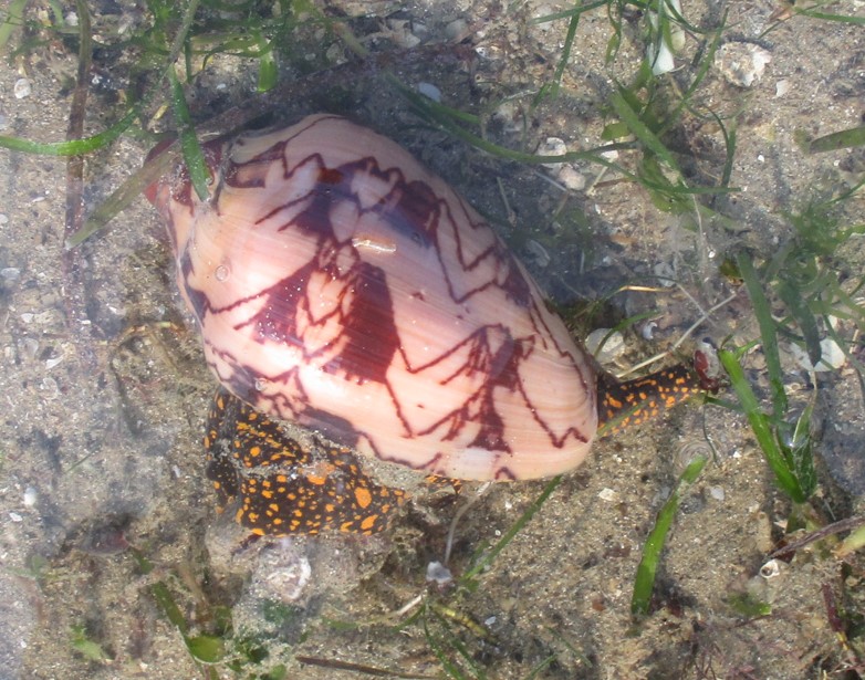 Noble volute (Cymbiola nobilis) - Biodiversity and Environment Database ...