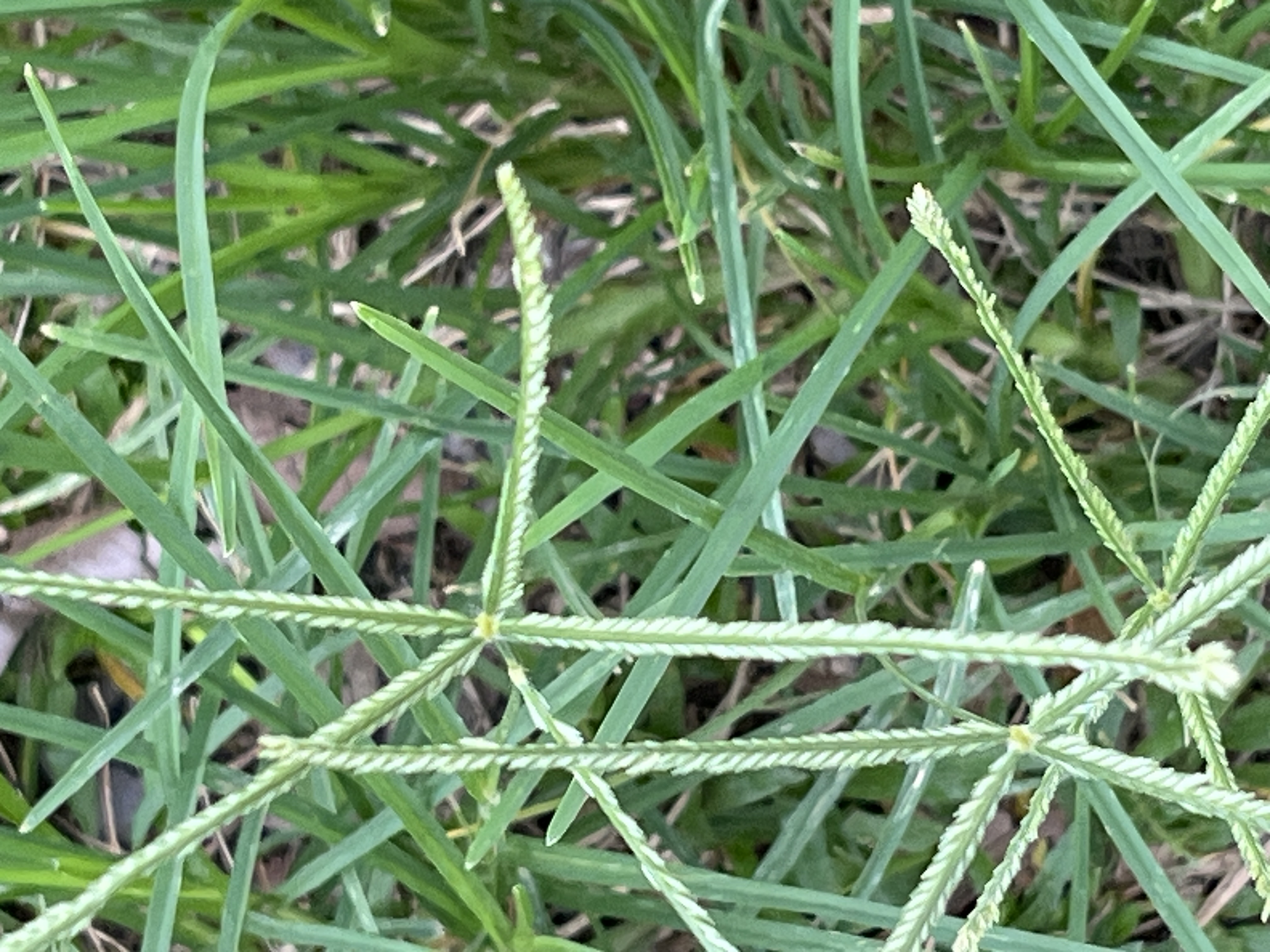 Goose grass (Eleusine indica) - Biodiversity and Environment Database ...