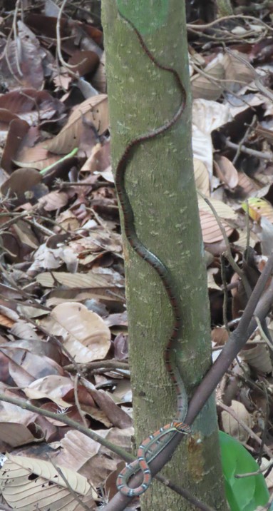 Twin barred tree snake (Chrysopelea pelias) - Biodiversity and ...