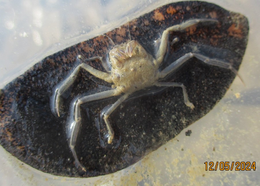 Leaf porter crab (Neodorippe callida) - Biodiversity and Environment ...