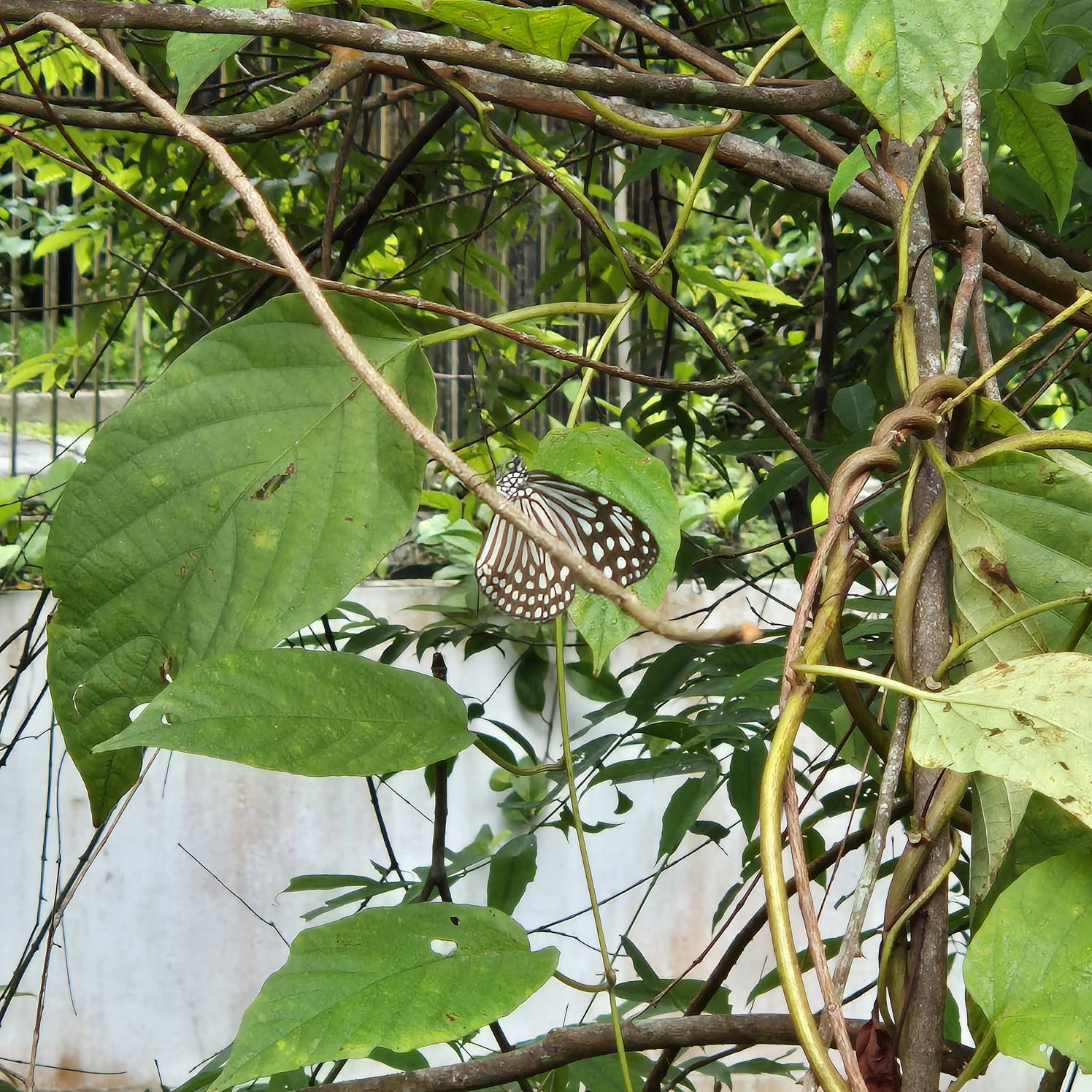 Dark glassy tiger - Biodiversity and Environment Database System