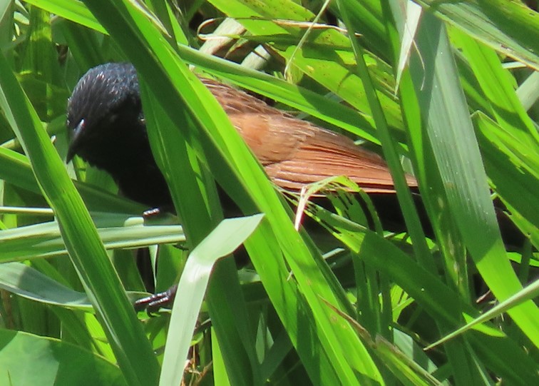 Lesser coucal (Centropus bengalensis) - Biodiversity and Environment ...